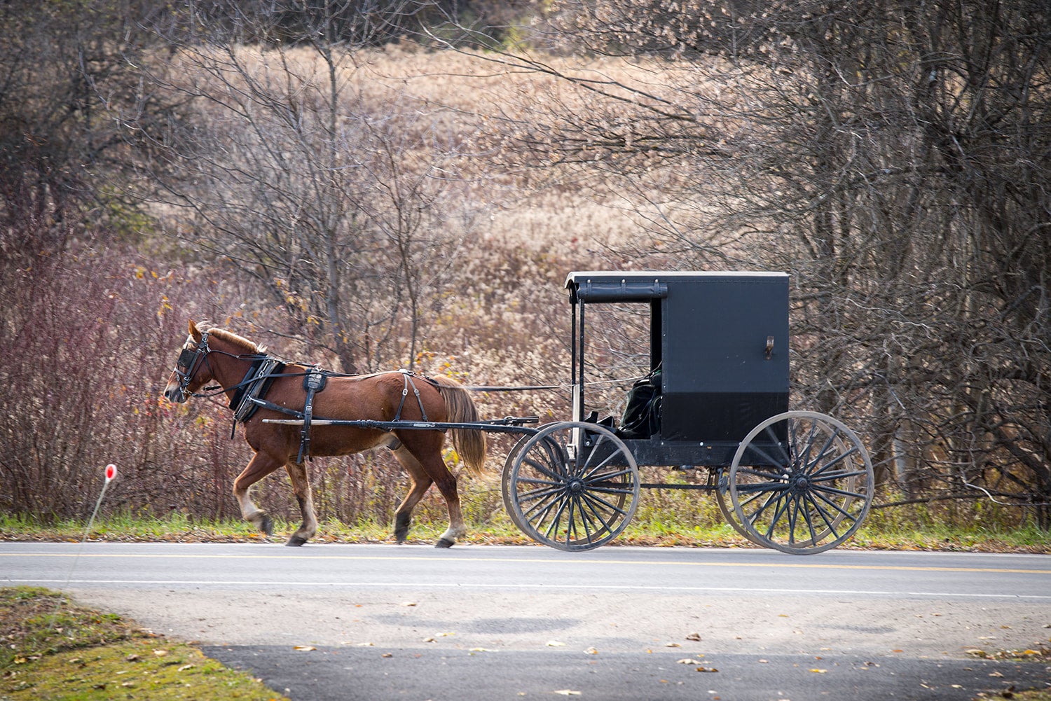 Amish Horse & Wagon Fine Art Photographic Print | MRC Photography USA