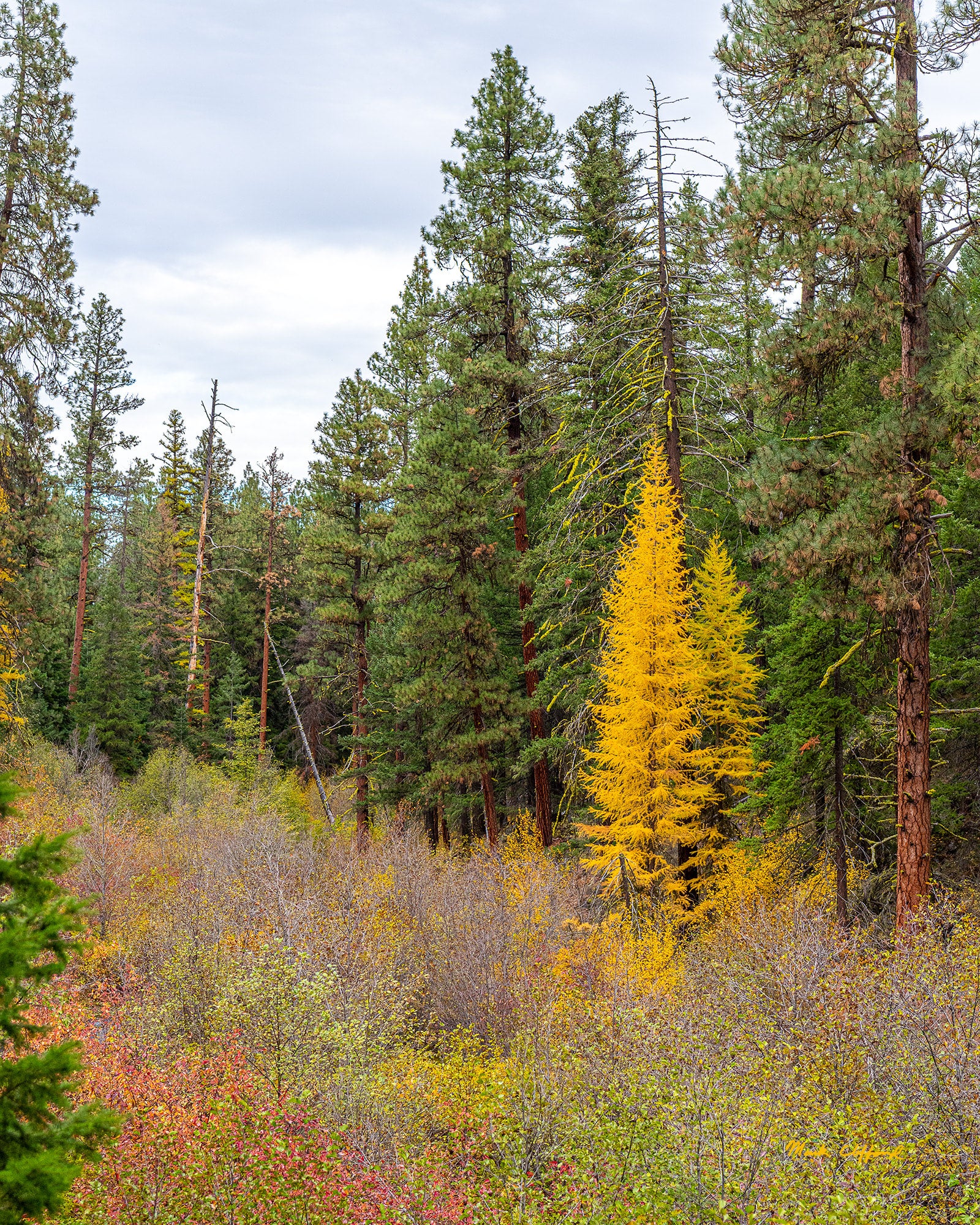 45th Parallel Oregon | MRC Photography USA